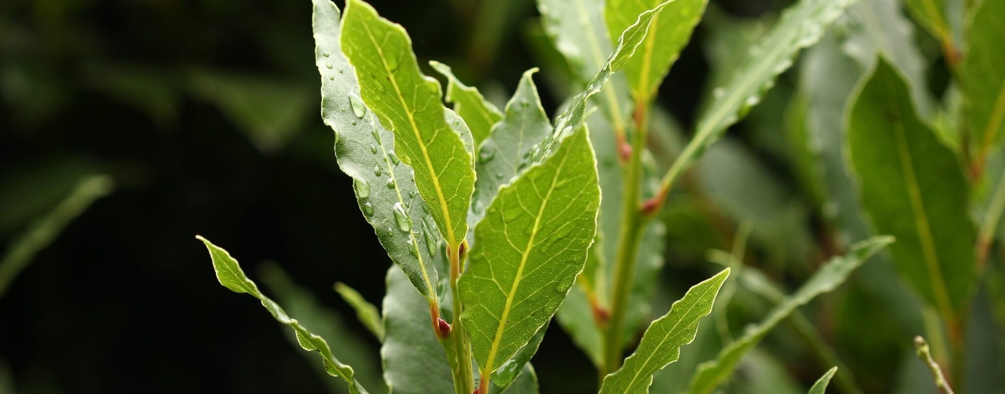 Dřeviny - Botanická zahrada a arboretum