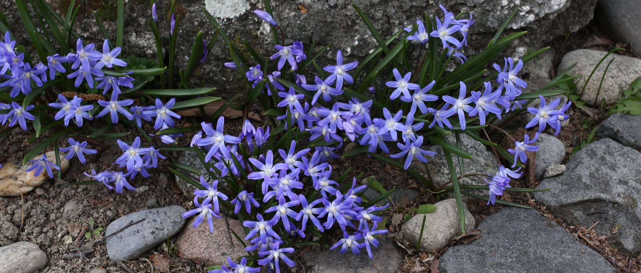 Trvalky - Botanická zahrada a arboretum