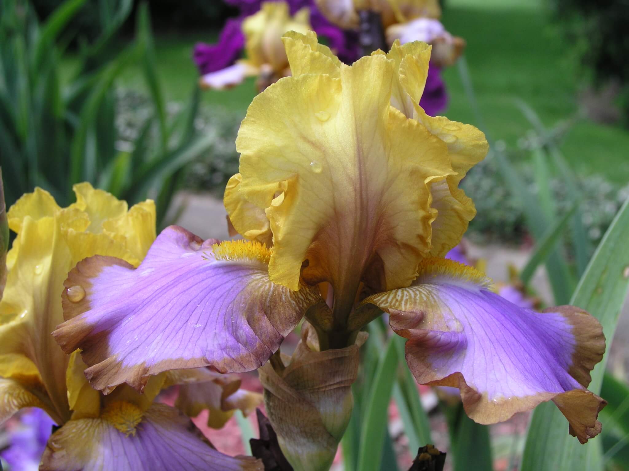 IRIS - Botanická zahrada a arboretum