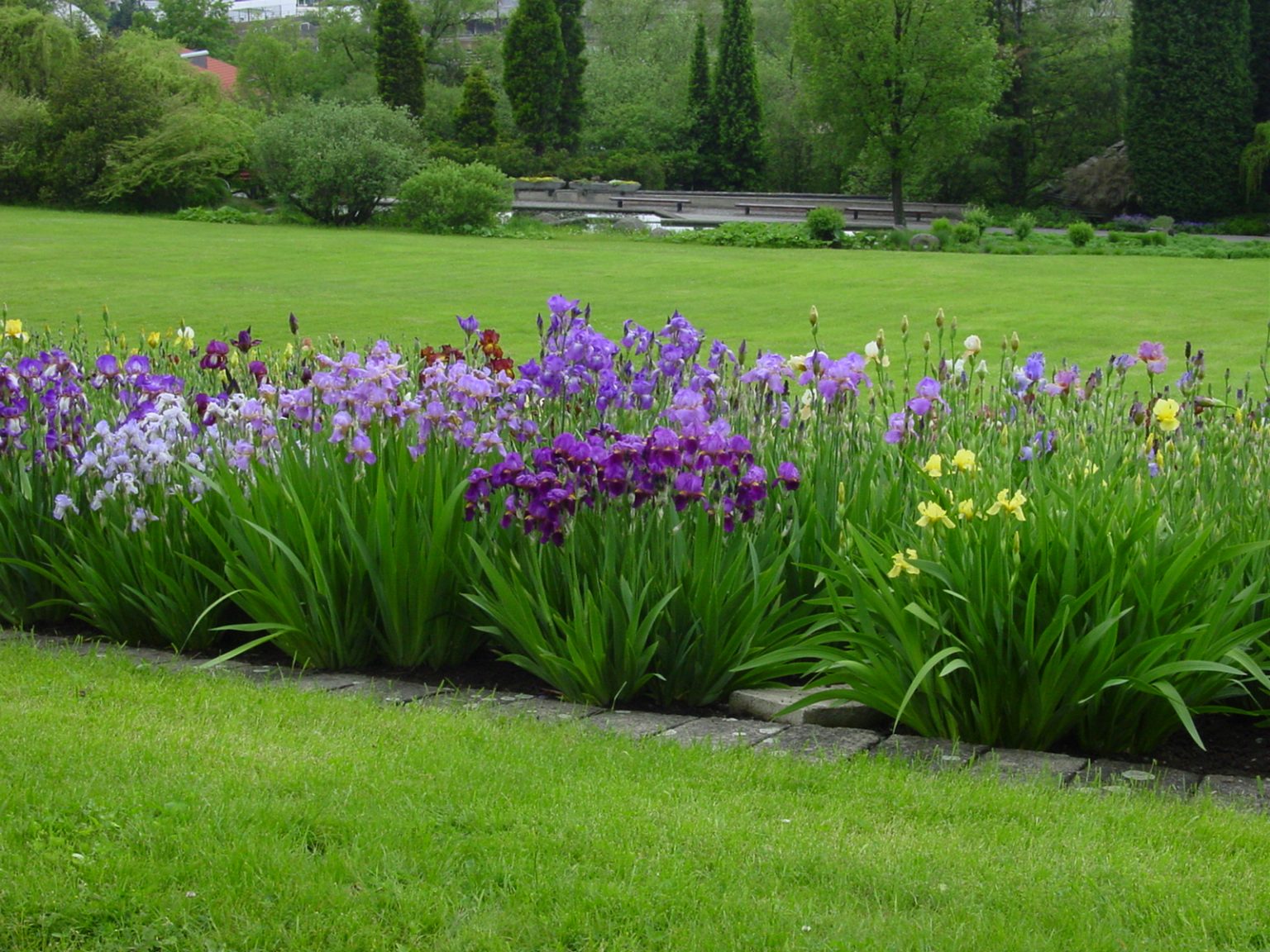 IRIS - Botanická zahrada a arboretum