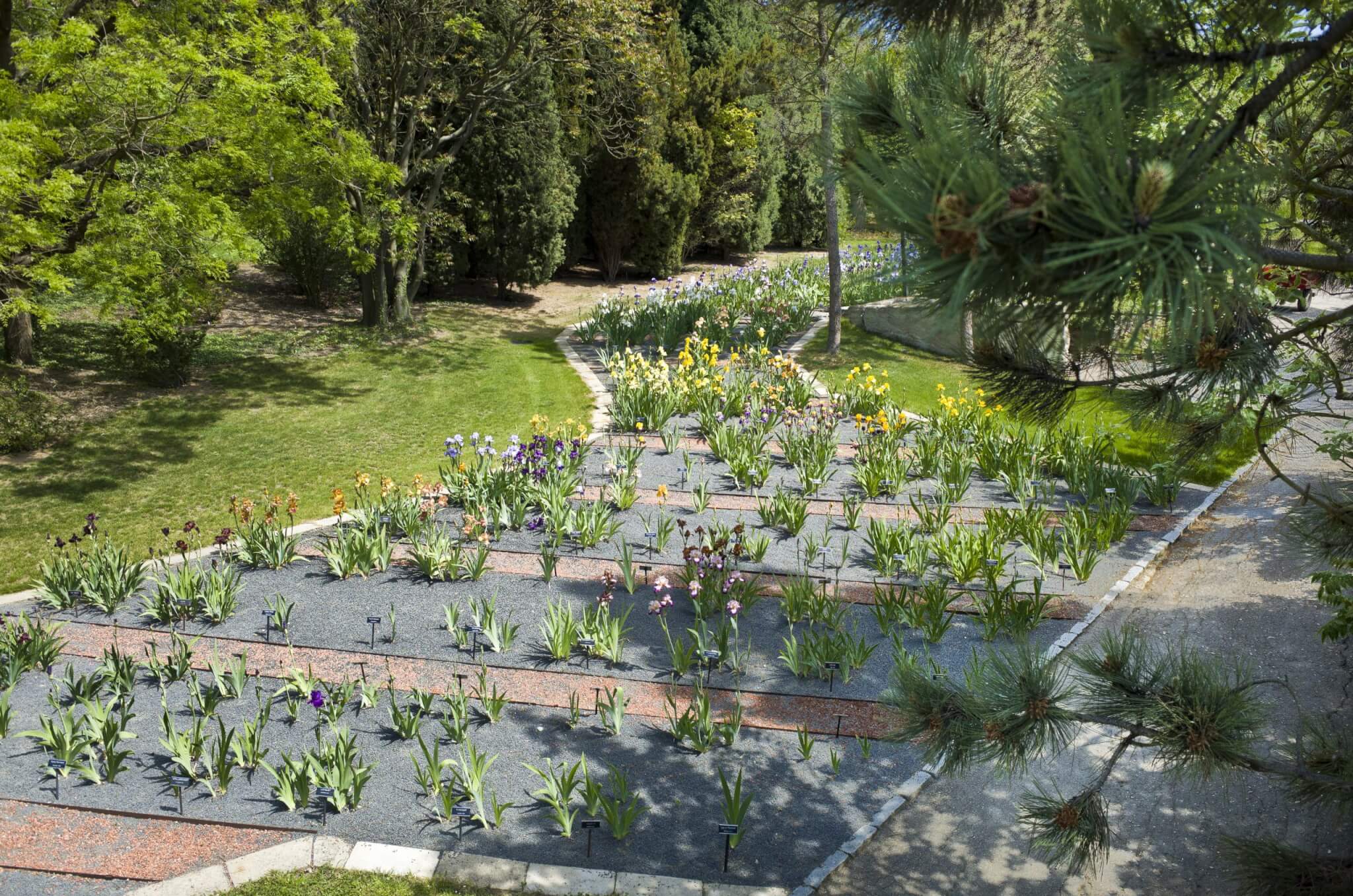 IRIS - Botanická zahrada a arboretum